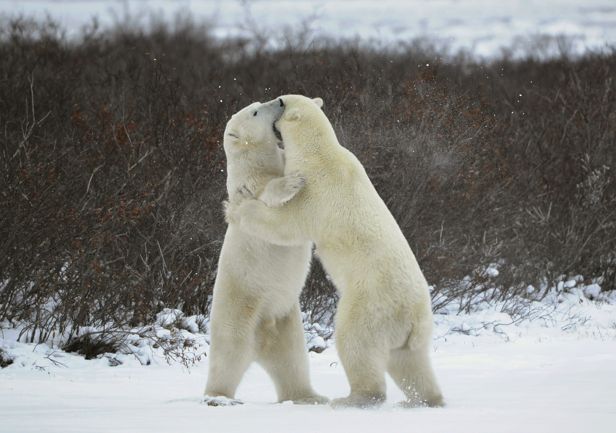 When and where are the best places to see polar bears? - Swoop ...